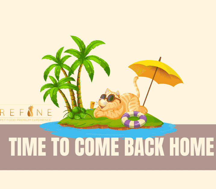 Back from holidays with your cat: how to return to normal | Refine Pet ...